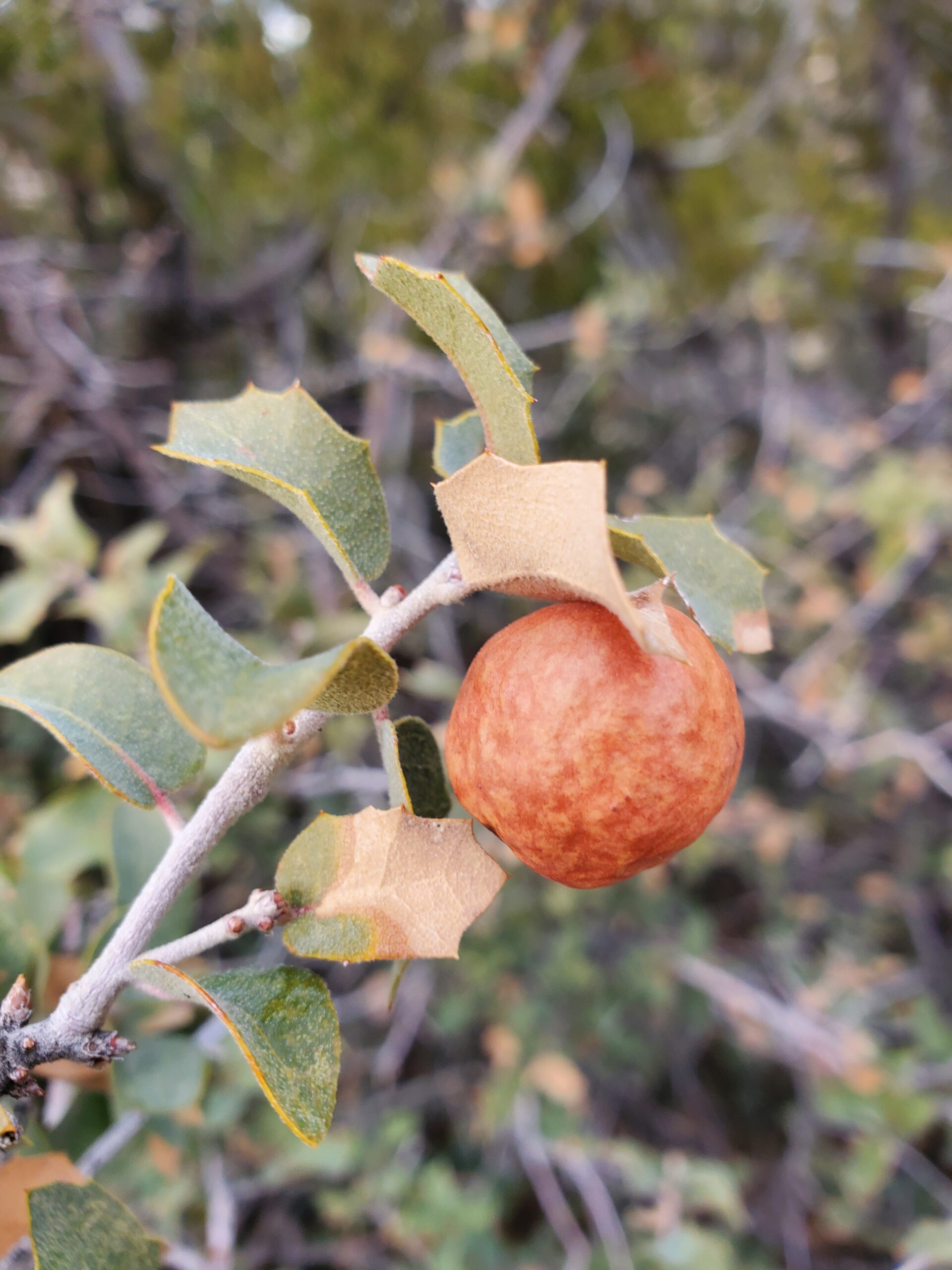 Insect Galls in the Southwest - Friends of City of Rocks