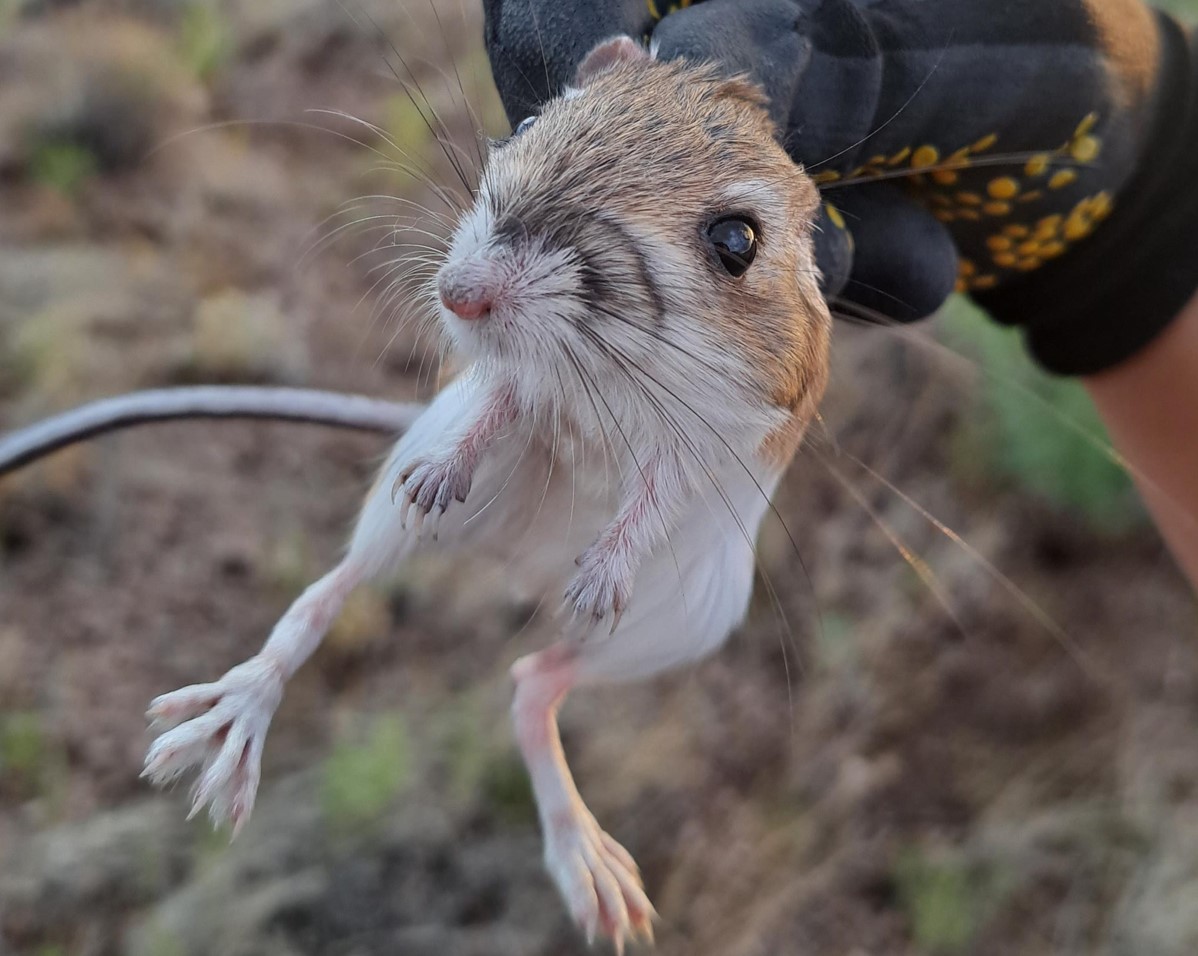 Exploring the Dietary Habits of Kangaroo Rats - Friends of City of Rocks